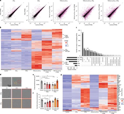 Exposure Of Astrocytes To Interferons Recapitulates The Gene Expression Download Scientific