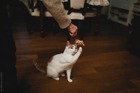 Cat Amd Woman Having Fun With Fake Mouse By Stocksy Contributor