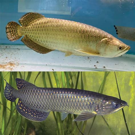 African Arowana Care