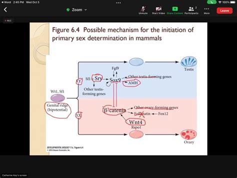 Solved Question Hypothesize As To How A Duplication Or Chegg Com