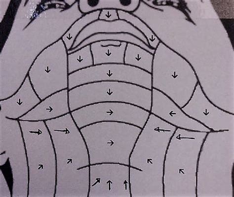 Individual Map Of The Direction Of Beard Hair Growth Download