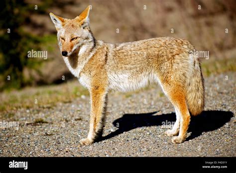 A Coyote Canis Latrans Found Throughout North And Central American