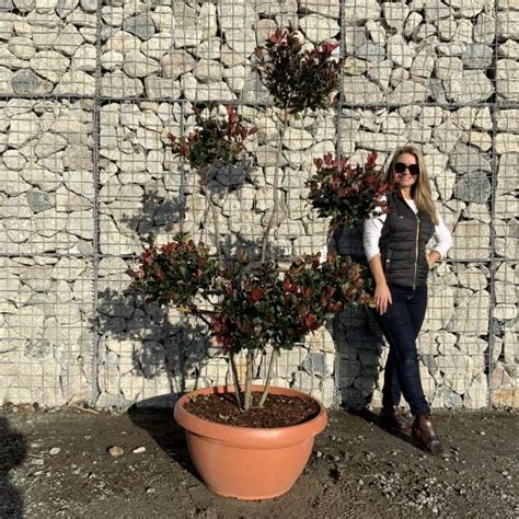 Floating Cloud And Pom Pom Trees Archives Sutton Manor Nursery