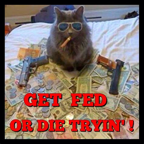 Gangsta Cat Meme