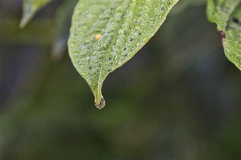 Leaf Plant Drip Free Photo On Pixabay Pixabay