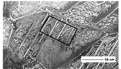 Pearlite Morphology Of An Hypoeutectoid Steel Belong Ing