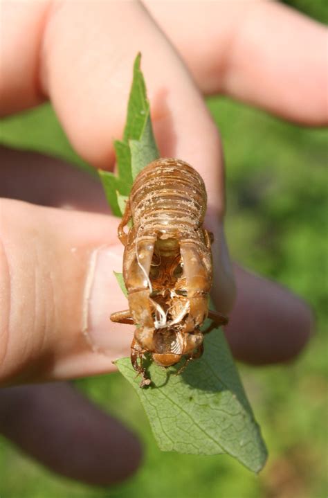 Locust Shell Vs Cicada Shell