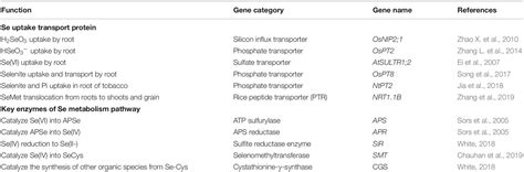 Frontiers Selenium Biofortification And Interaction With Other Elements In Plants A Review