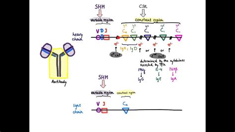 Brandls Basics Somatic Hypermutation And Class Switch Recombination