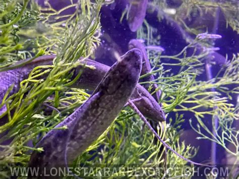 West African Lungfish Protopterus Annectens For Sale Online Live