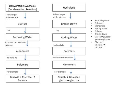 Dehydration Synthesis Example