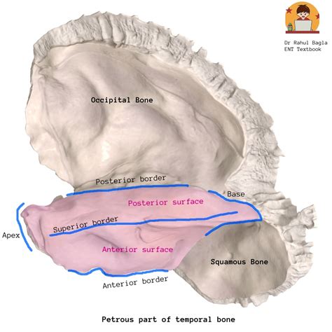 Anatomy Of Temporal Bone Best Anatomy Notes Lecture Ppt Pdf