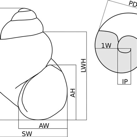 scheme of the shell measurements sh shell height sw shell width lwh