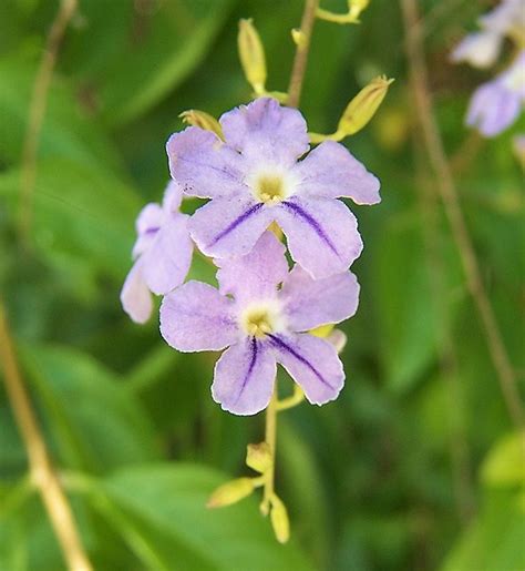 Duranta Erecta Flowers Of Duranta Erecta Verbenaceae Ph Flickr