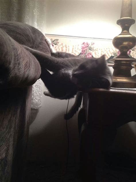Funny Cats Sleeping In Weirdest Positions Ever Bored Panda