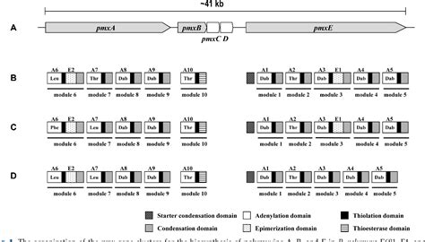 Figure 1 From Biosynthesis Of Polymyxins B E And P Using Genetically Engineered Polymyxin