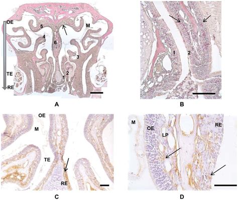 Demonstration Of Eosinophils And Major Basic Protein Mbp In A Chronic Download Scientific