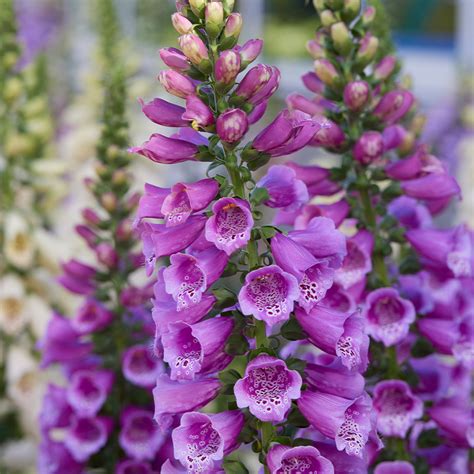 Buy Digitalis Purpurea Dalmatian Purple At Uk