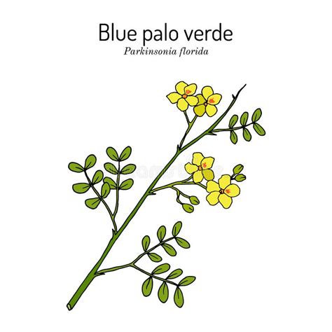 Palo Verde Tree Linear Icon Stock Vector Illustration Of Parkinsonia
