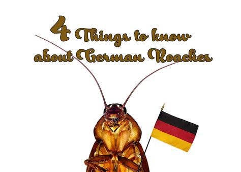 4 Things To Know About German Cockroaches How To Pest