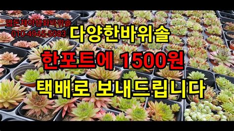 바위솔판매한포트1500원 Youtube