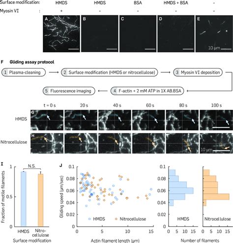Actomyosin Function On Different Coverslip Surface Modifications A