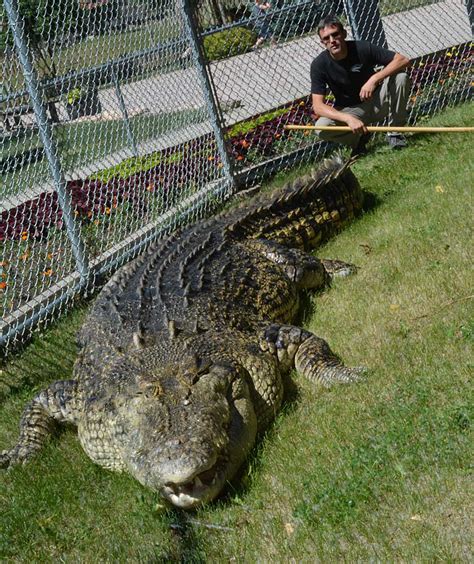 Saltwater Crocodile Facts And Pictures Reptile Fact