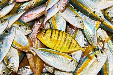 Small Mackerel Fish At The Central Market In Puerto Princesa