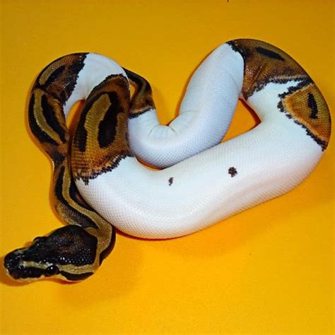 Piebald Ball Python 60 White
