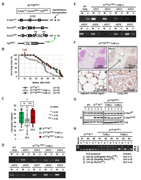 Runx3 Restoration Regresses K Ras Activated Mouse Lung Cancers And Inhibits Recurrence Pmc