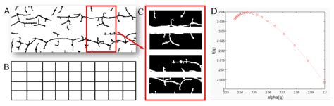 Schematic Representation Of The Multifractal Characterizations Of The