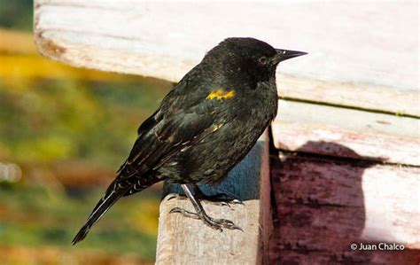 Yellow Winged Blackbird Agelasticus Thilius Peru Aves