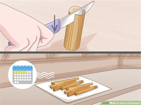 How To Grow Cinnamon With Pictures WikiHow
