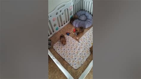 Щенки немецкого шпица будут готовы с 15 18 февраля2025г Д р 04 01 25г 2 мальчика 3 девочки