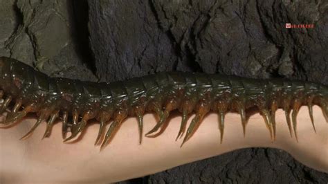 This Is The Worlds Largest Grasshopper That Lives In The Amazon Amazon