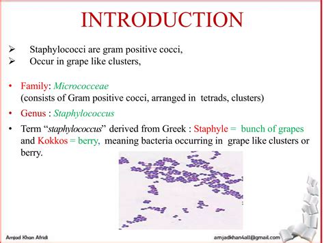 Staphylococcus Pptx