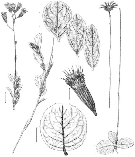 A C Richterago Polyphylla A Habit B Morphological Variation Of The