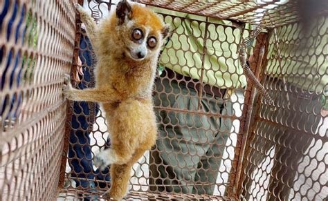 Vườn Quốc Gia Vũ Quang Tiếp Nhận Một Con Cu Li Nhỏ Quý Hiếm