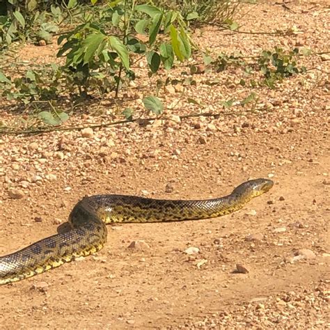 Pantanal Sucuri Copie Brasil 360
