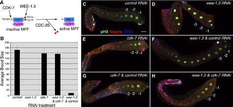 Co Depletion Of Wee 13 And Cdk 7 Suppresses The Infertility Phenotype