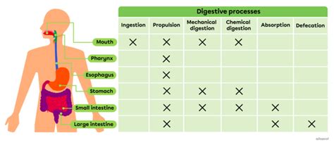 The Digestive Processes Secondaire Alloprof