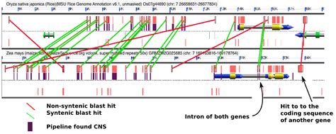 Github Gturco Find Cns Find Conserved Non Coding Sequences Cns