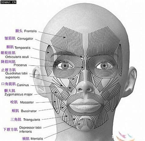 脸部肌肉分布图