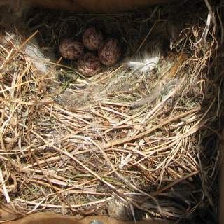 Great Crested Flycatcher Kansas Native Plants
