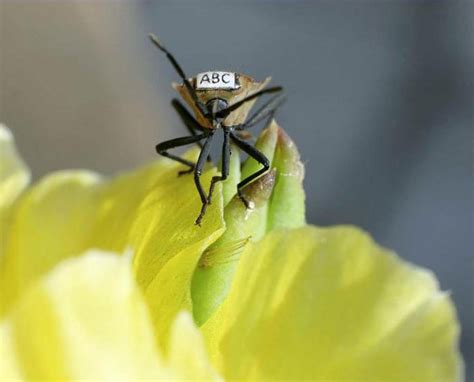 Experimentally Testing The Role Of Connectivity Redundancy On Colonization Rates Conservation
