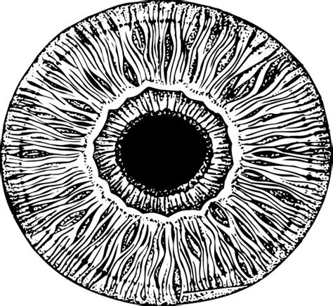 Human Eye Structure Iris Anatomical Elements Vector Image