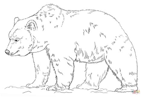 Realistic Bear Coloring Pages At Free Printable