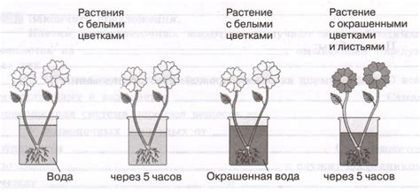 ГДЗ Биология 6 класс рабочая тетрадь (Линия Жизни) В.В.Пасечник. §33 ...