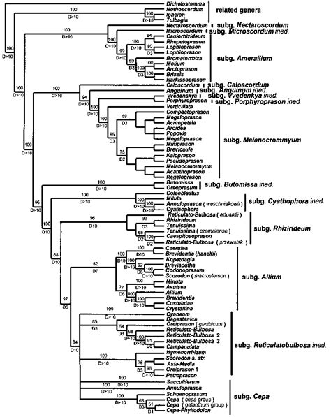 2 Dendrogram Of The Genus Allium Based On Molecular Markers Strict