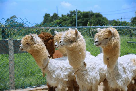 纳米抗体筛选 噬菌体展示纳米抗体 酵母筛选